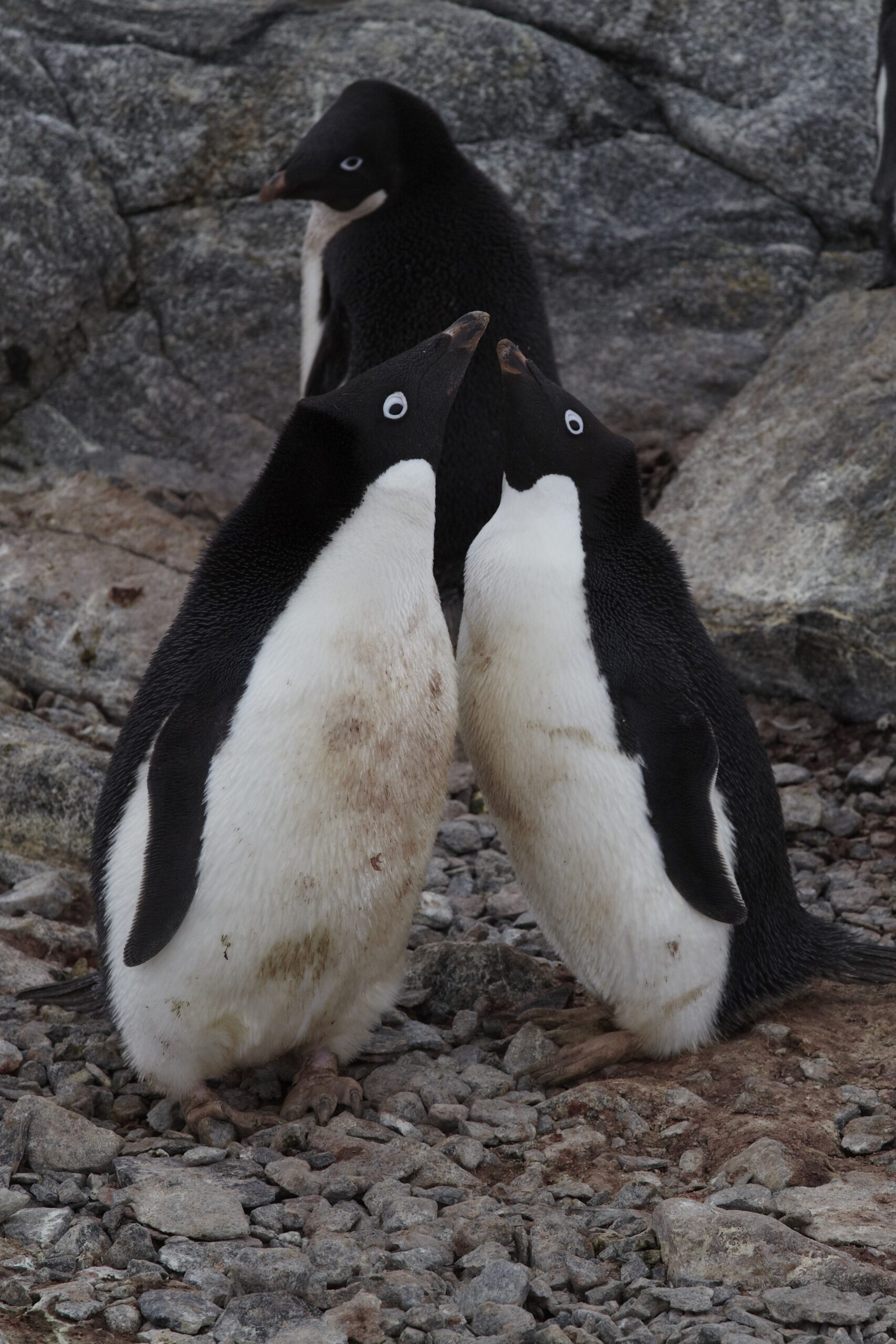 Fact File: Adelie penguin (Pygoscelis adeliae) - Australian Geographic