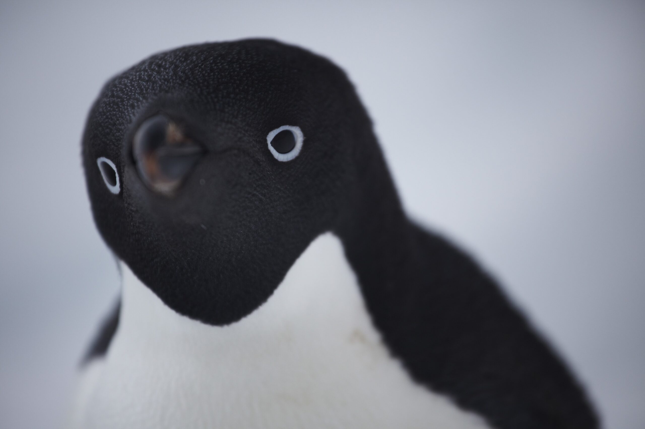Fact File: Adelie penguin (Pygoscelis adeliae) - Australian Geographic