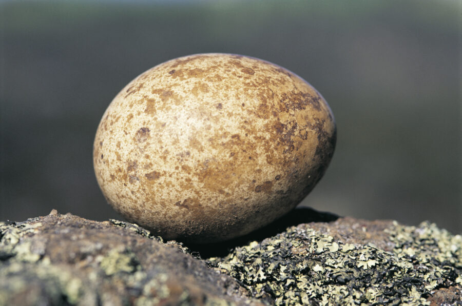 Fact File: Peregrine falcon (Falco peregrinus) - Australian Geographic