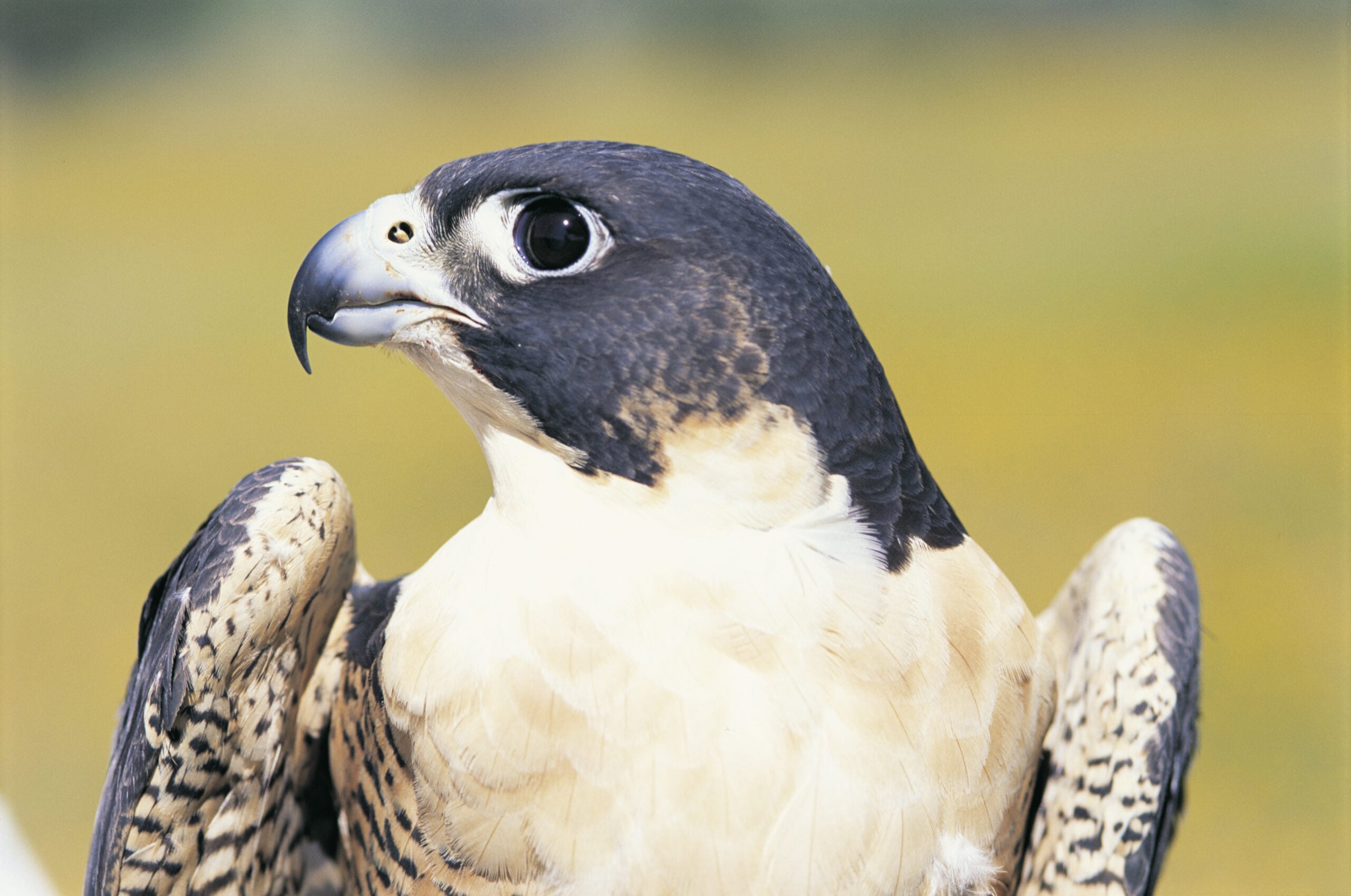 Peregrine Falcon Beak