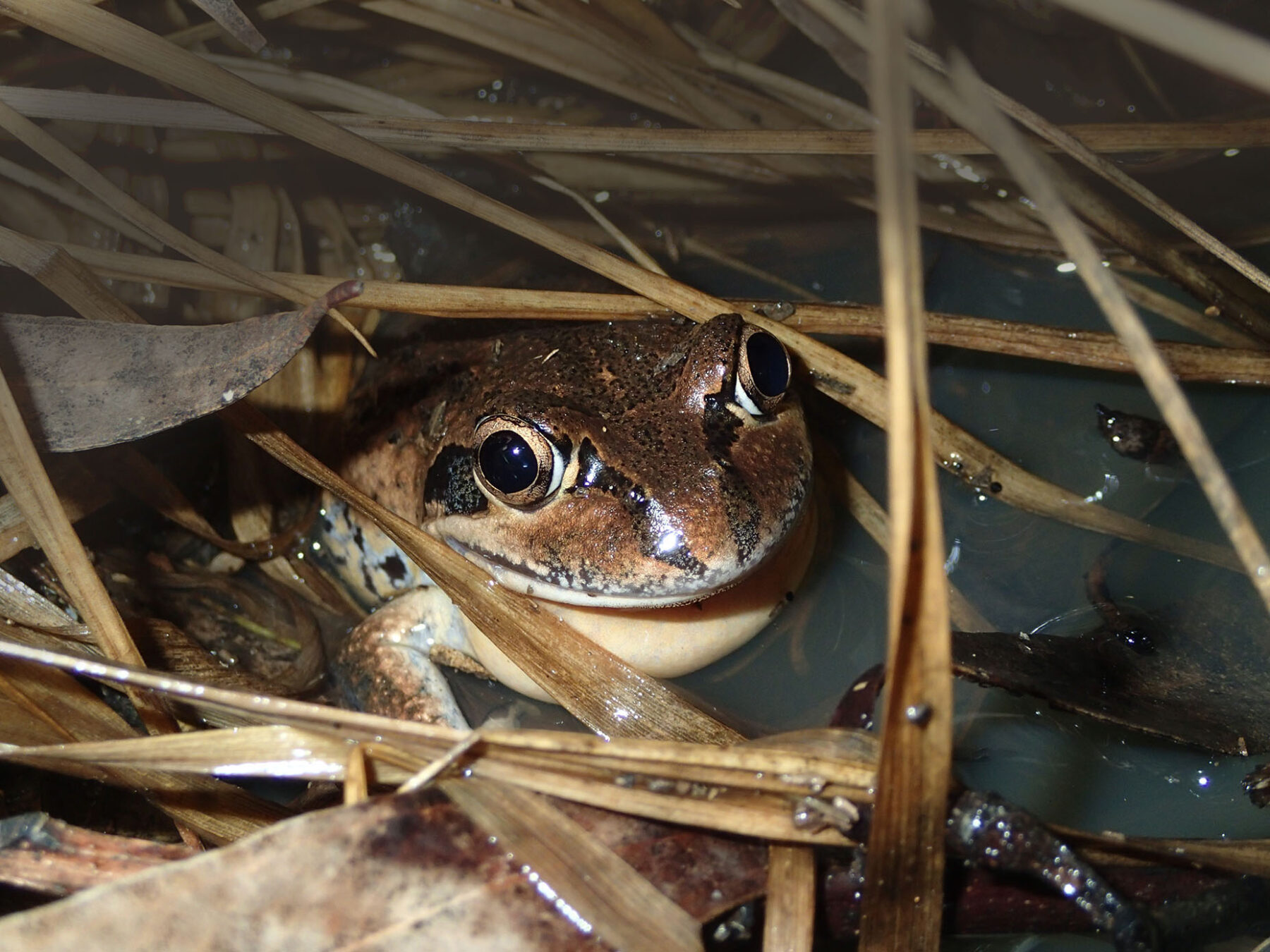 DNA confirms Aboriginal culture one of Earth's oldest - Australian ...