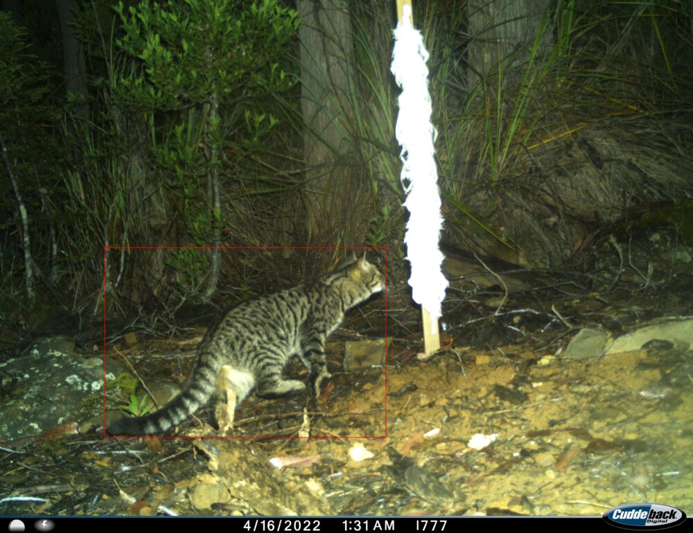 Feather boas lure feral cats, study finds - Australian Geographic