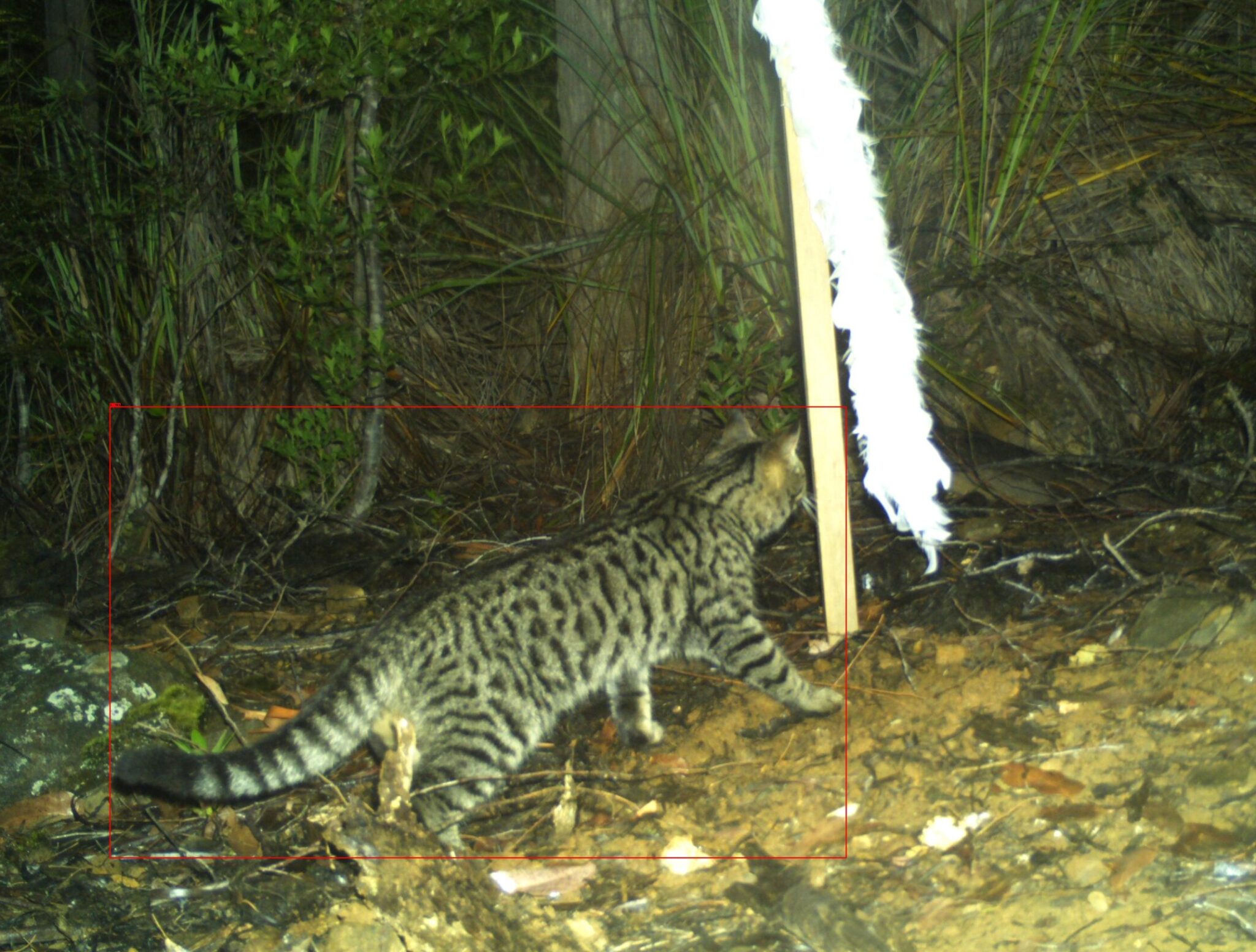 Killer cat stats - Australian Geographic