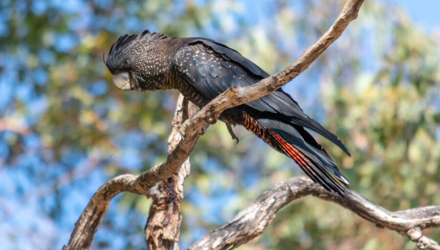 Fact File: Red-tailed black cockatoo (Calyptorhynchus banksii ...