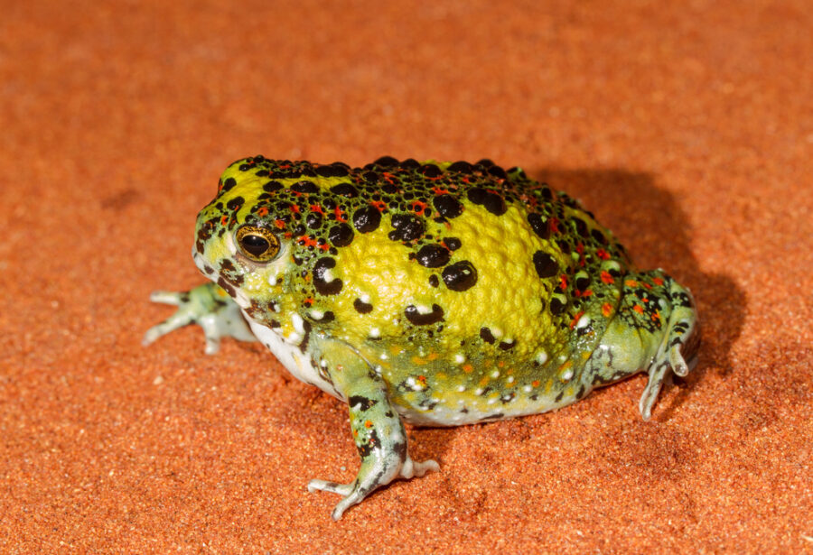 Fact File: Crucifix frog (Notaden bennettii) - Australian Geographic