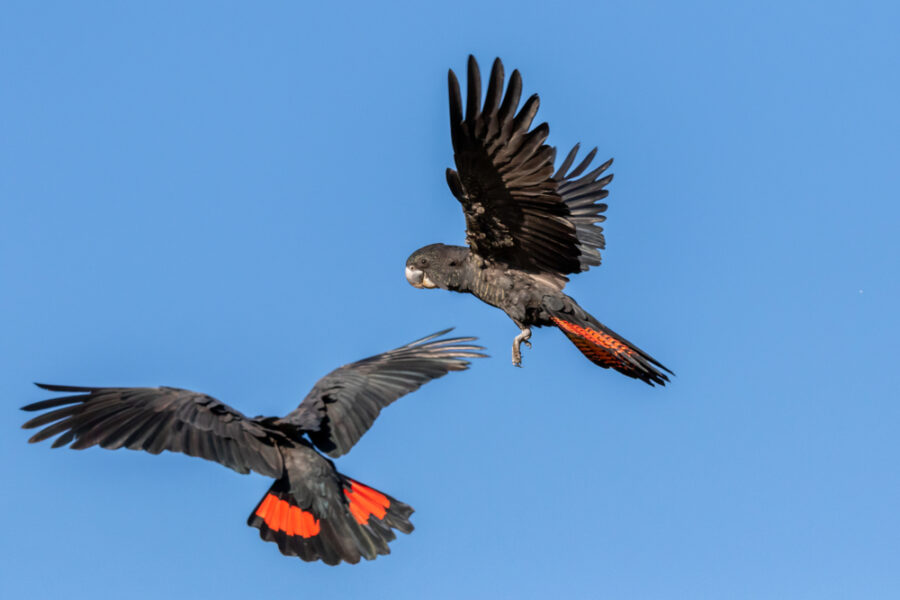 Fact File: Red-tailed black cockatoo (Calyptorhynchus banksii ...