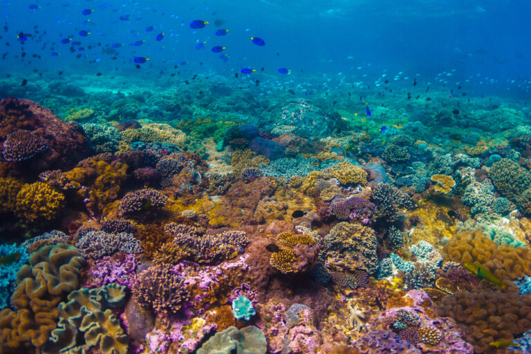 Experts demand new Great Barrier Reef plan - Australian Geographic