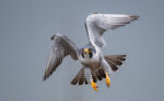 Fact File: Peregrine falcon (Falco peregrinus) - Australian Geographic
