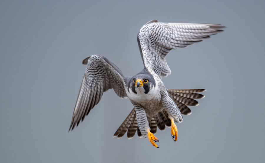 Fact File: Peregrine falcon (Falco peregrinus) - Australian Geographic