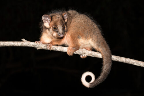 Fact File: Common ringtail possum (Pseudocheirus peregrinus ...