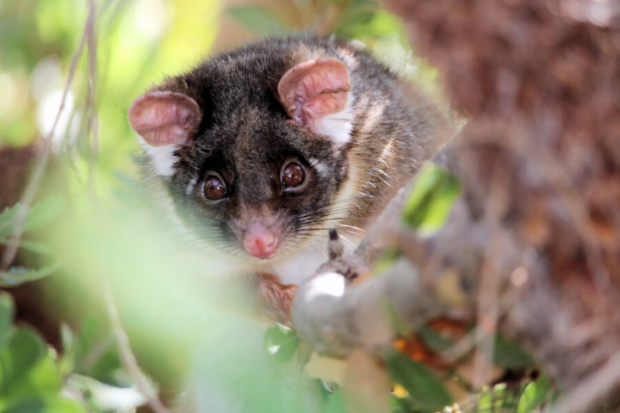 Fact File: Common ringtail possum (Pseudocheirus peregrinus ...