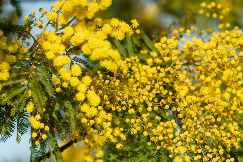 On this day: Centenary of Wattle Day