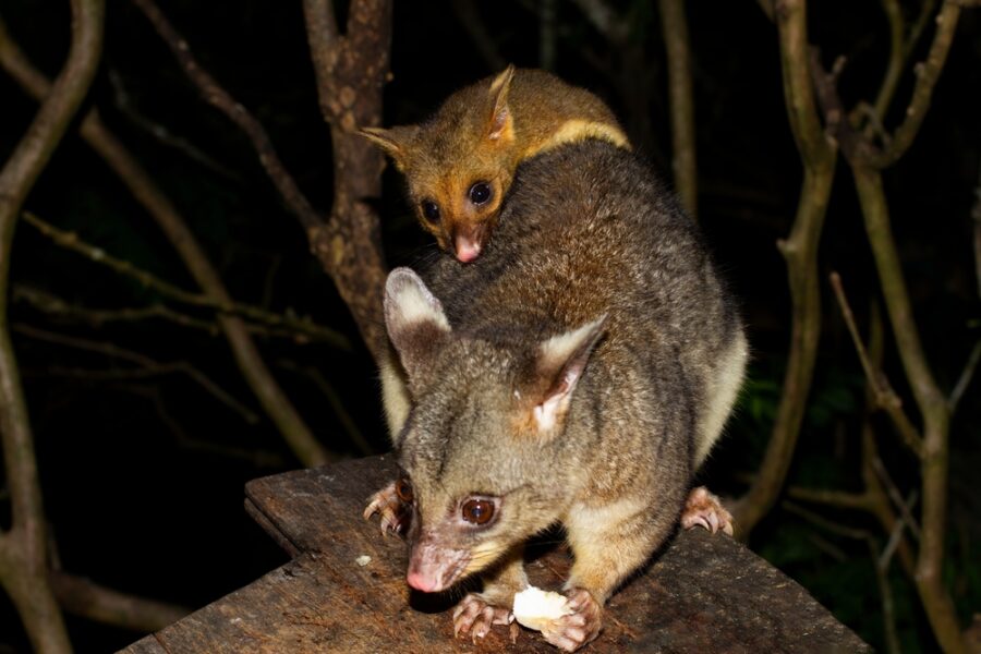 Fact File: Common brushtail possum (Trichosurus vulpecula) - Australian ...