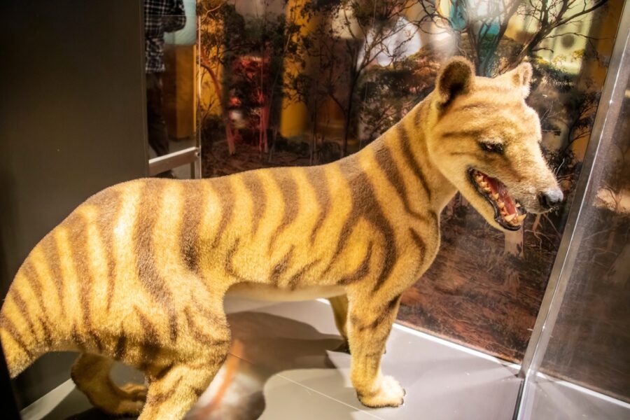 140-year-old brain sample reveals Tassie tigers related to carnivorous ...