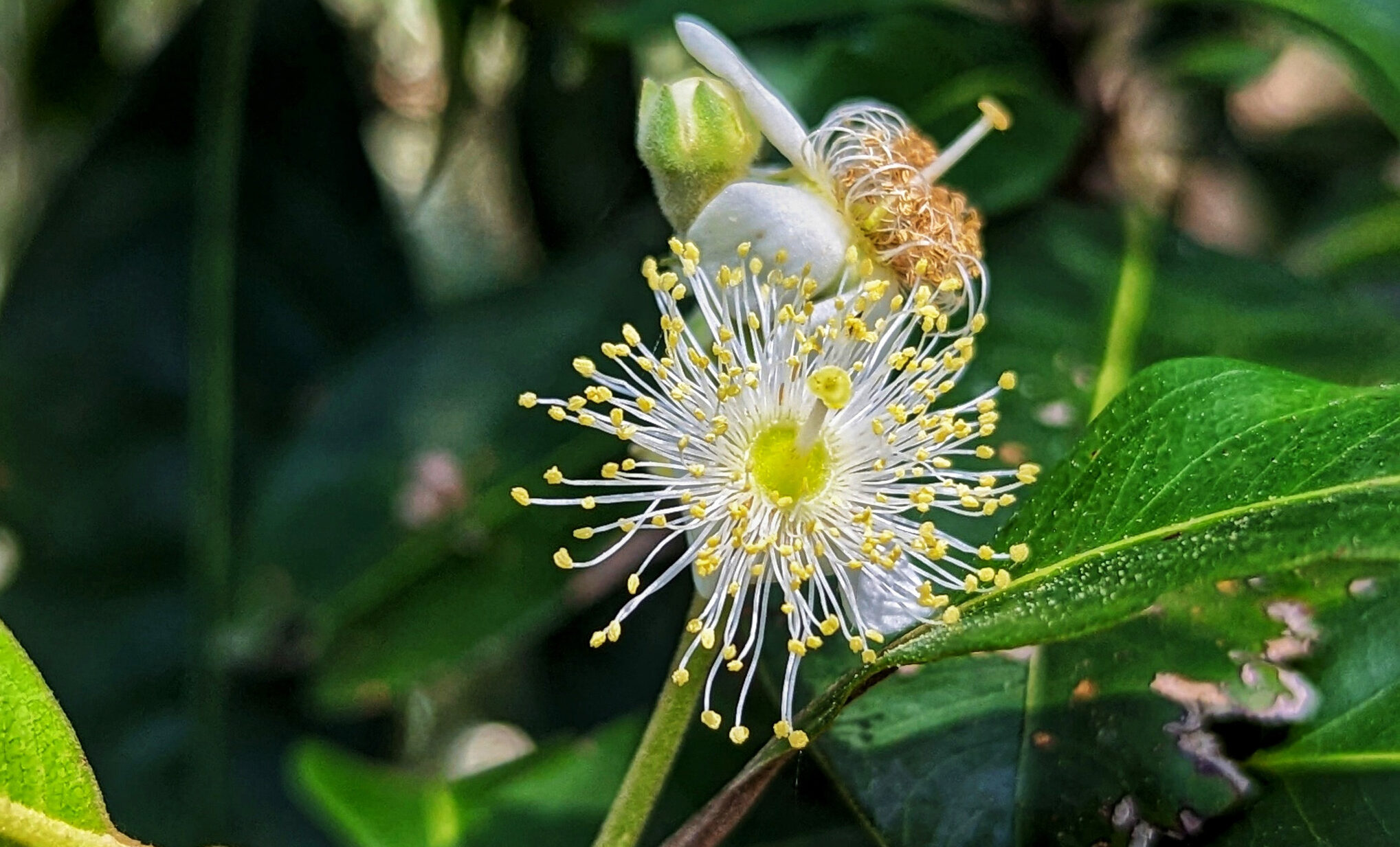 Busting myrtle rust | AusGeo