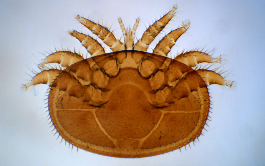 Australia gives up on eradicating varroa mites - Australian Geographic