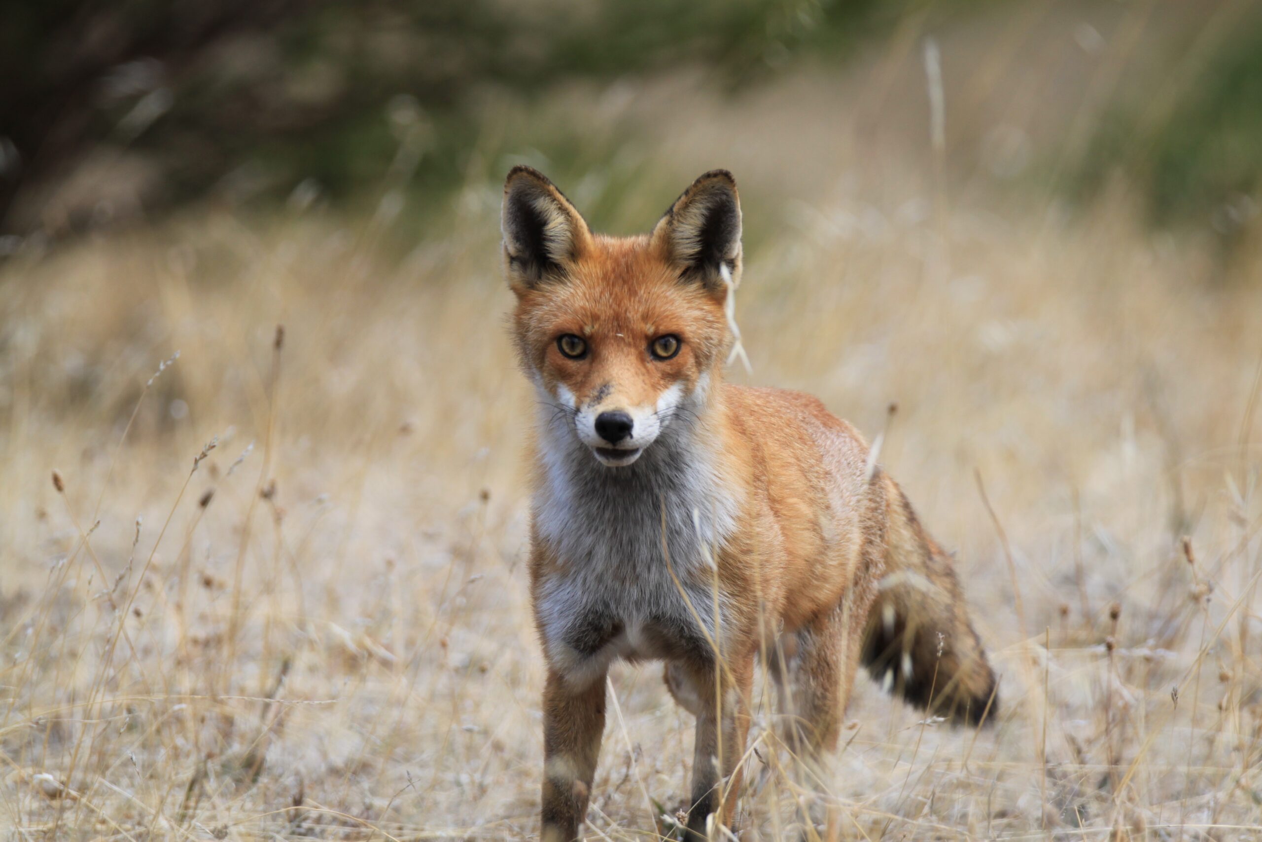 True damage of feral species revealed in landmark report. What can we ...