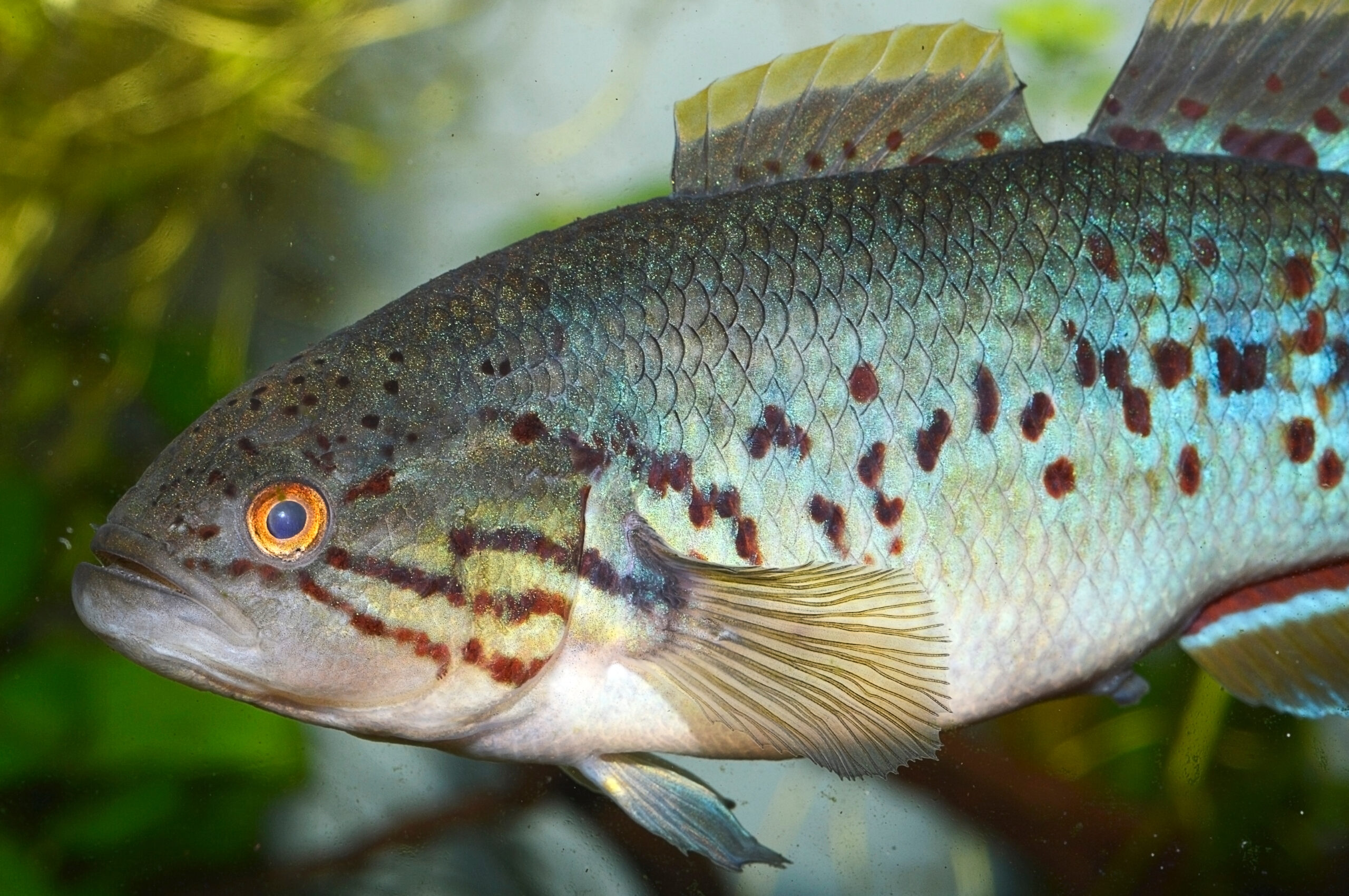 Once-extinct 'zombie fish' are back for a wild time- Australian Geographic