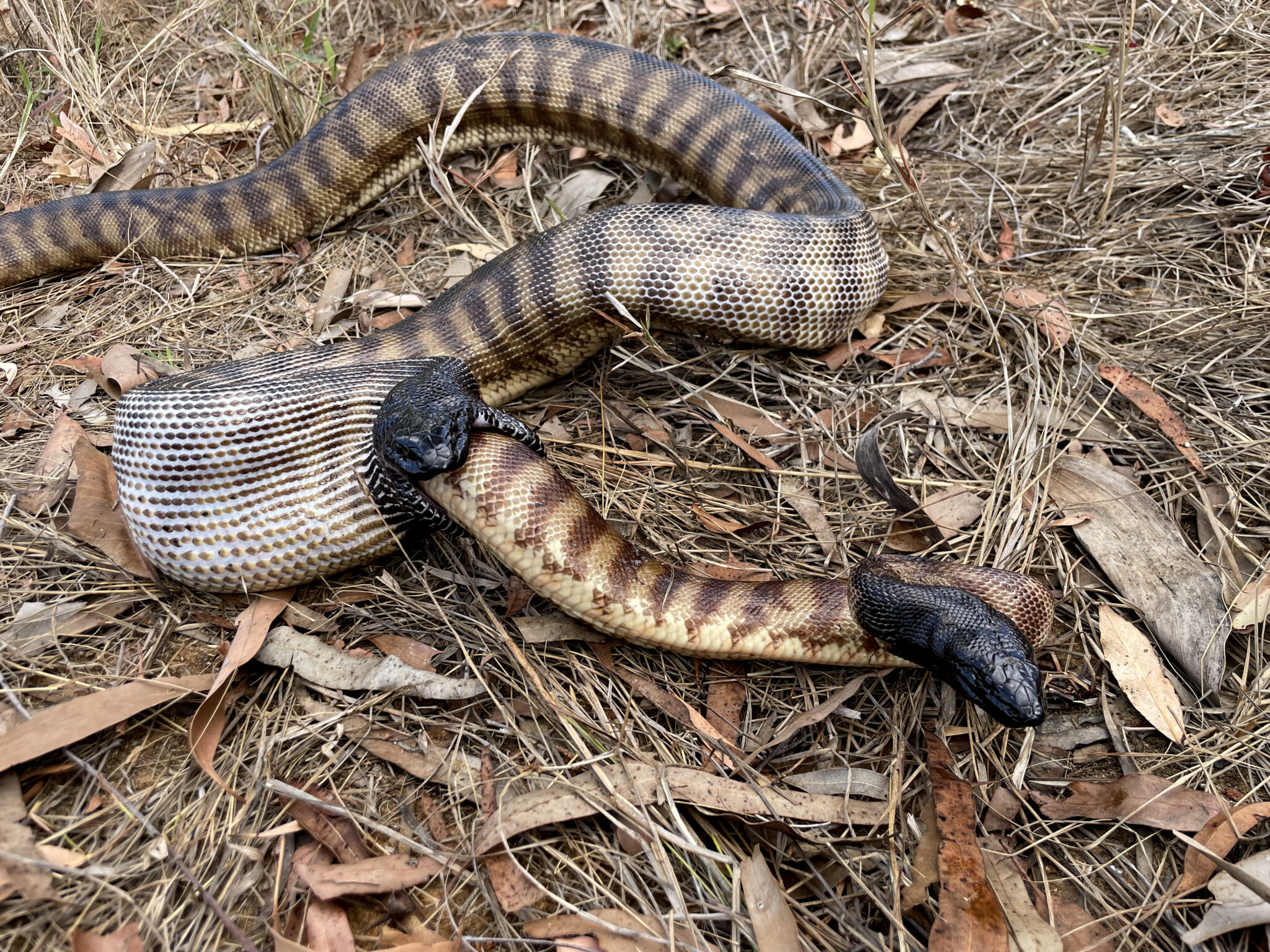 CSIRO scientist the first female to win nanoscience prize - Australian ...