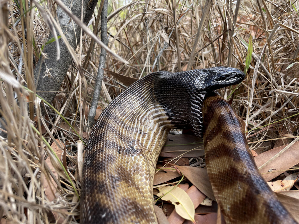 Snake cannibalism caught on camera - Australian Geographic
