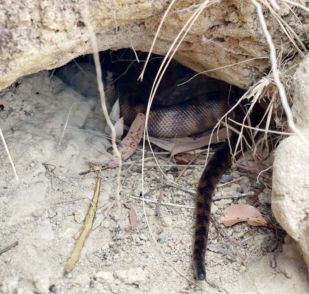 Snake cannibalism caught on camera - Australian Geographic