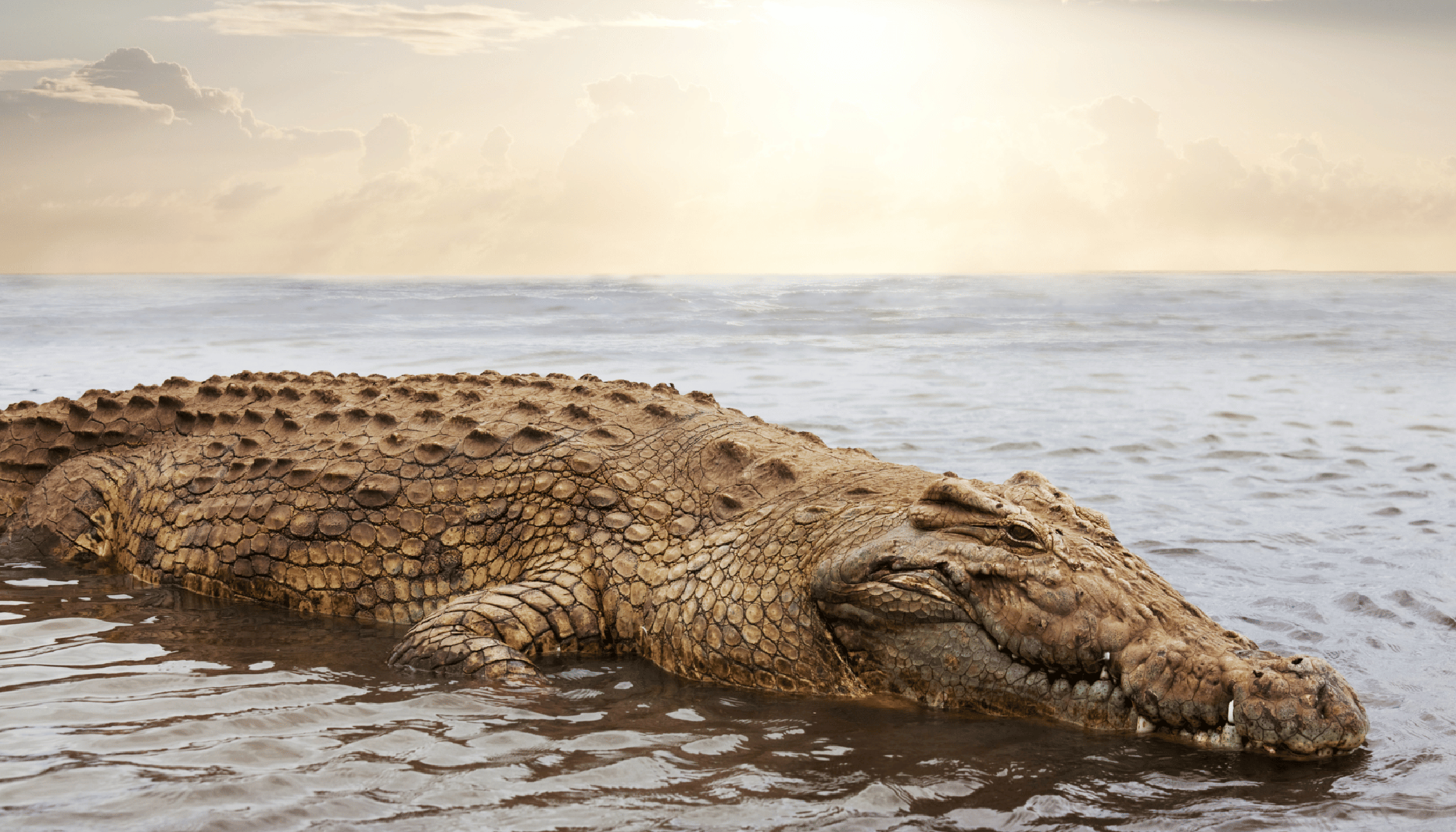 EXPLAINER: How to stay safe in crocodile territory - Australian Geographic