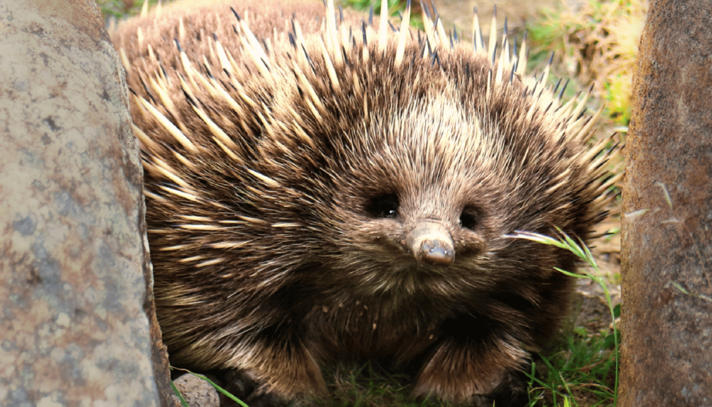 EXPLAINER: The echidna's four-headed penis - Australian Geographic