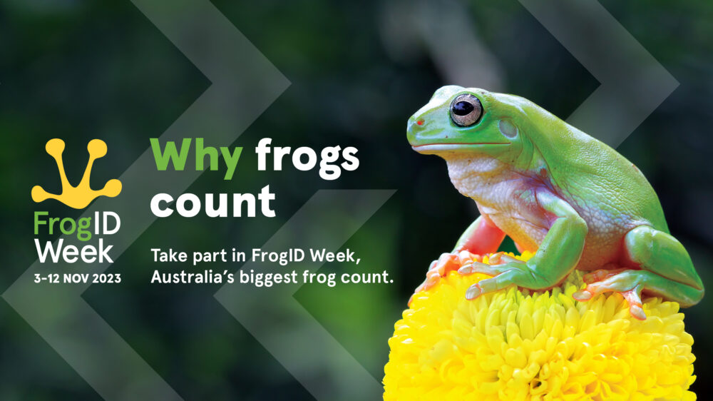 Heed the call of frogs - Australian Geographic