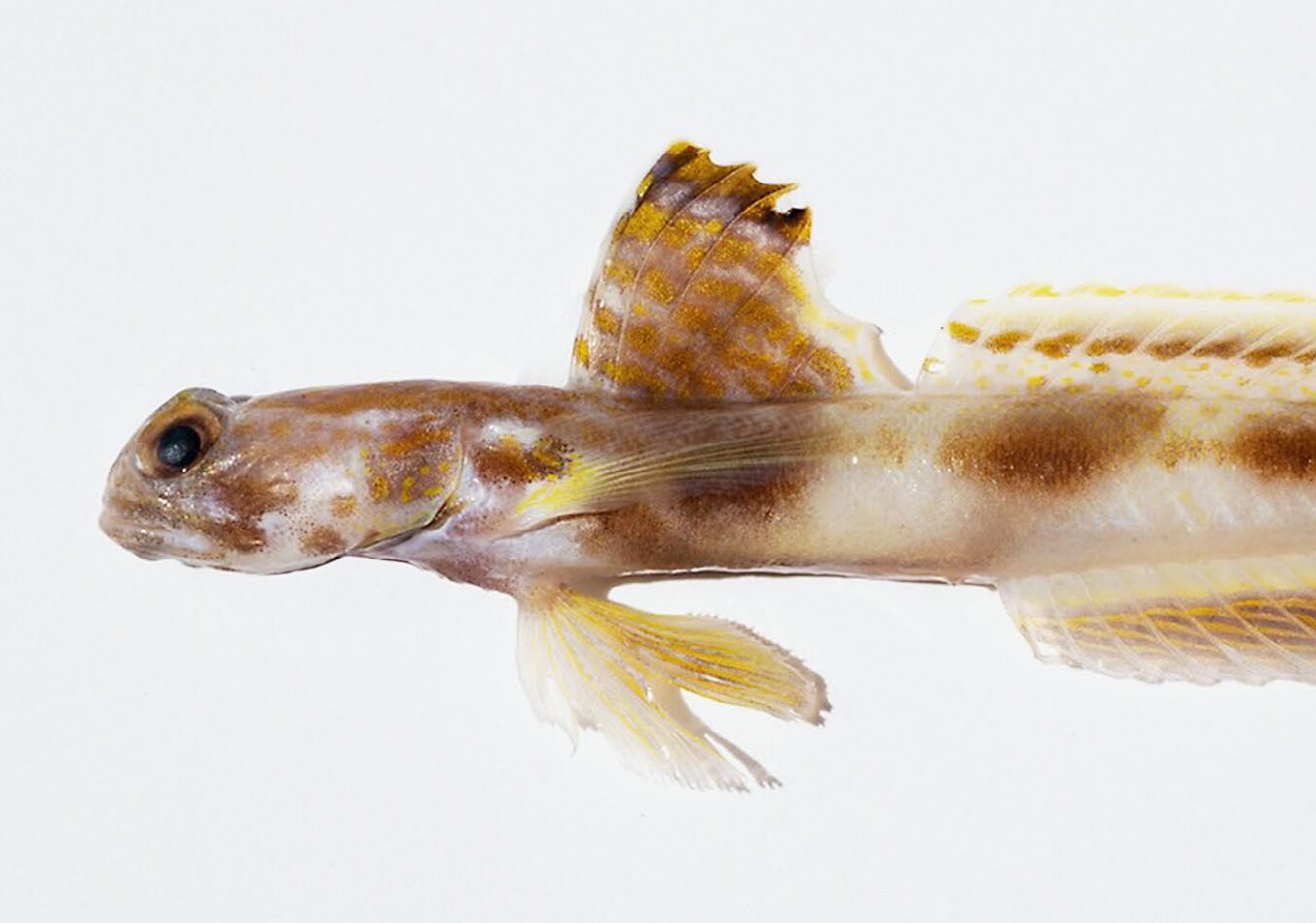 New Great Barrier Reef fish species discovered living 'in plain sight ...