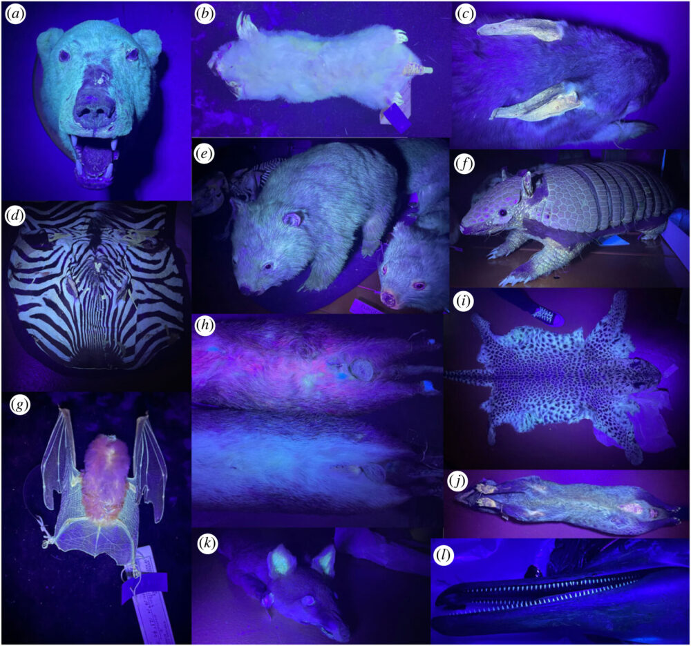 Museum staff discover hundreds of mammals glow under UV light ...