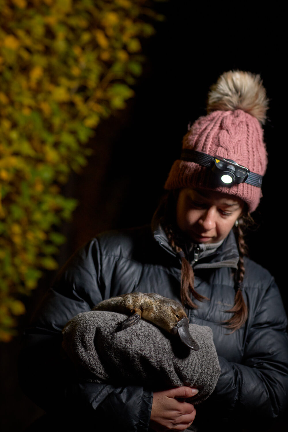 How to rebuild a platypus population - Australian Geographic
