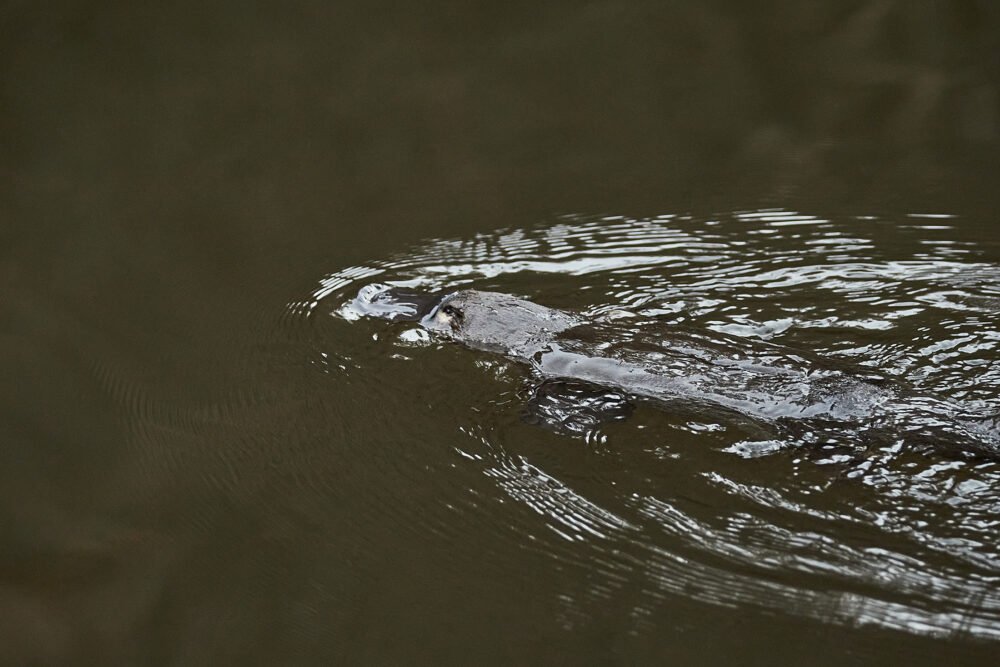 How to rebuild a platypus population - Australian Geographic