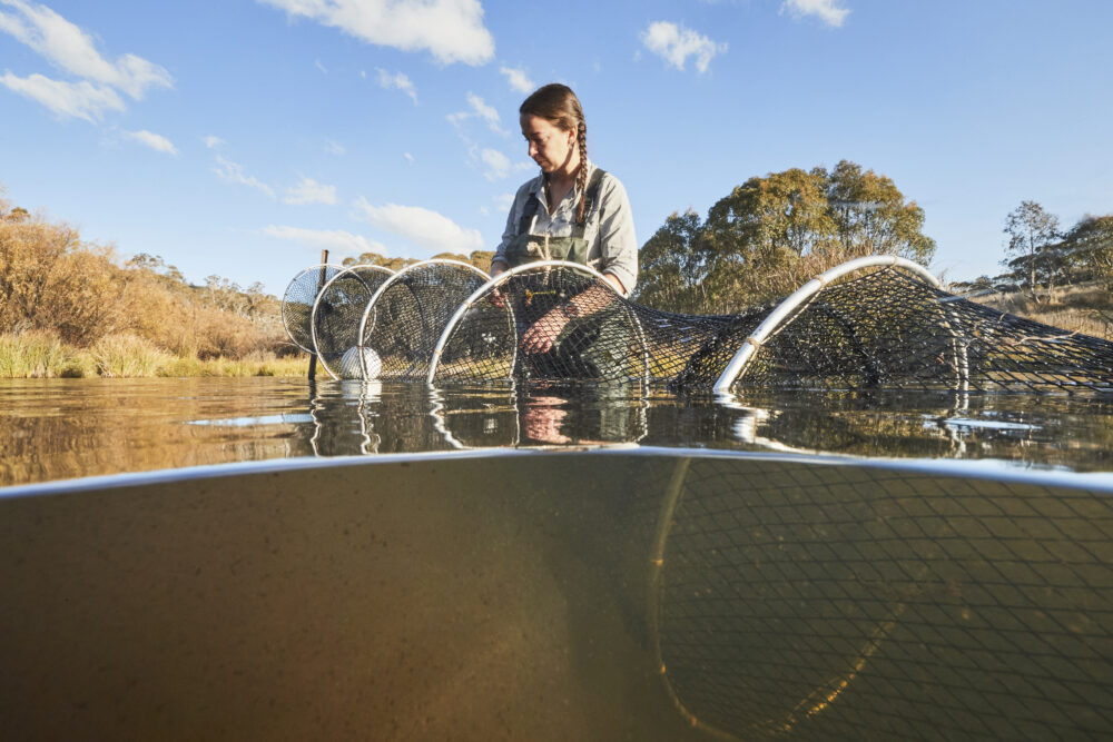 How to rebuild a platypus population - Australian Geographic