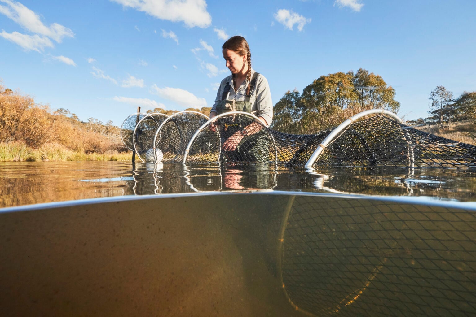 How to rebuild a platypus population - Australian Geographic