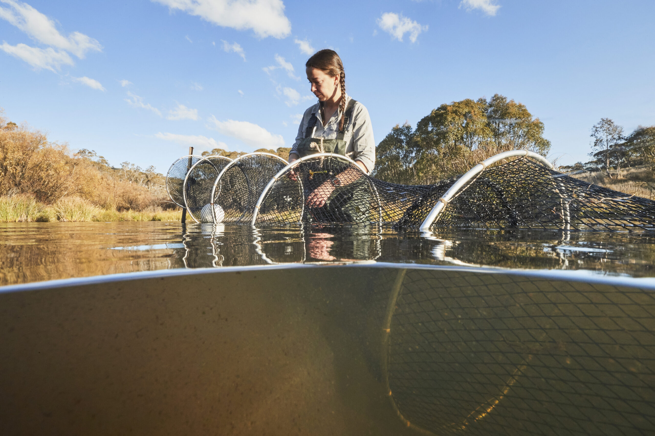 How to rebuild a platypus population - Australian Geographic