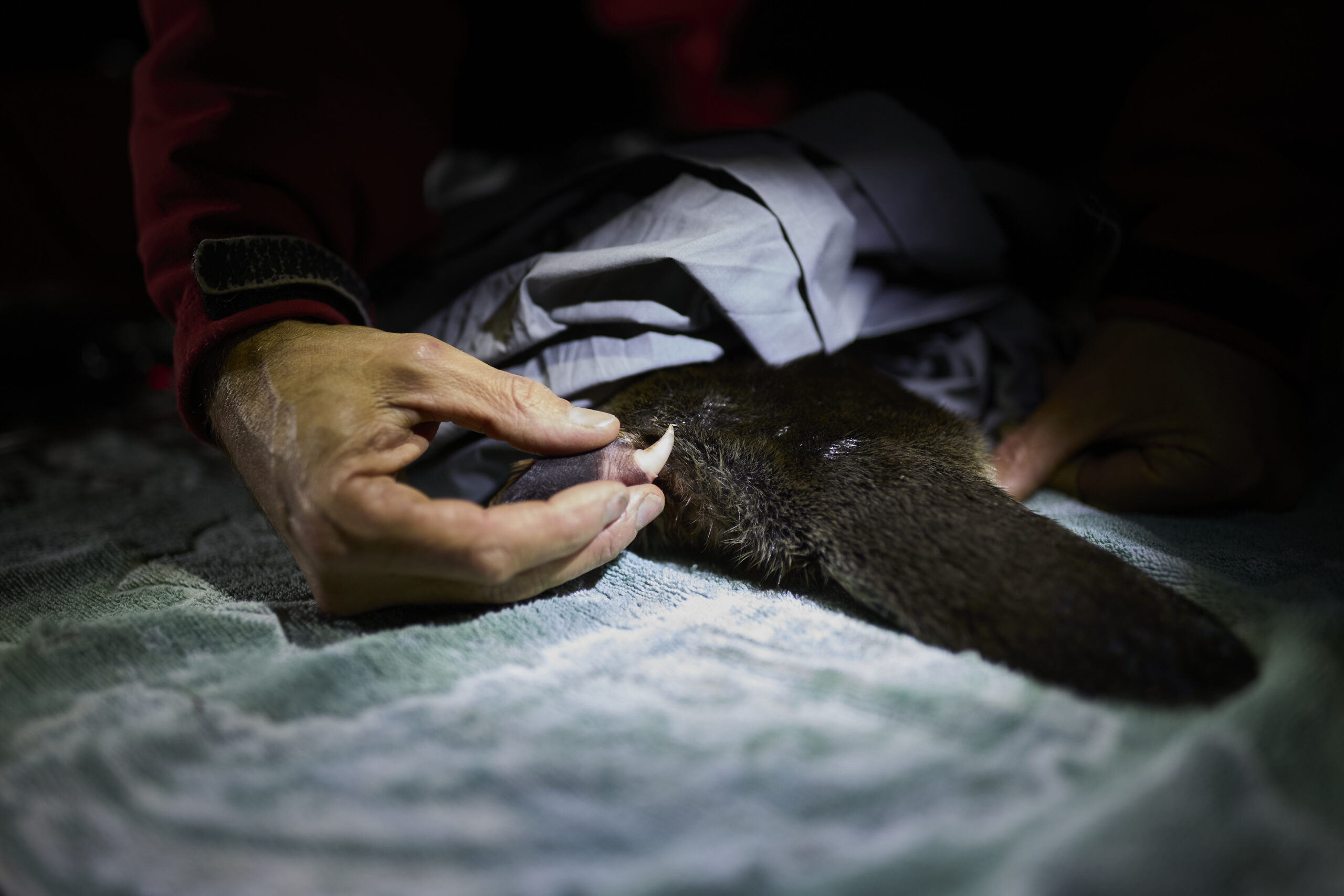 How to rebuild a platypus population - Australian Geographic