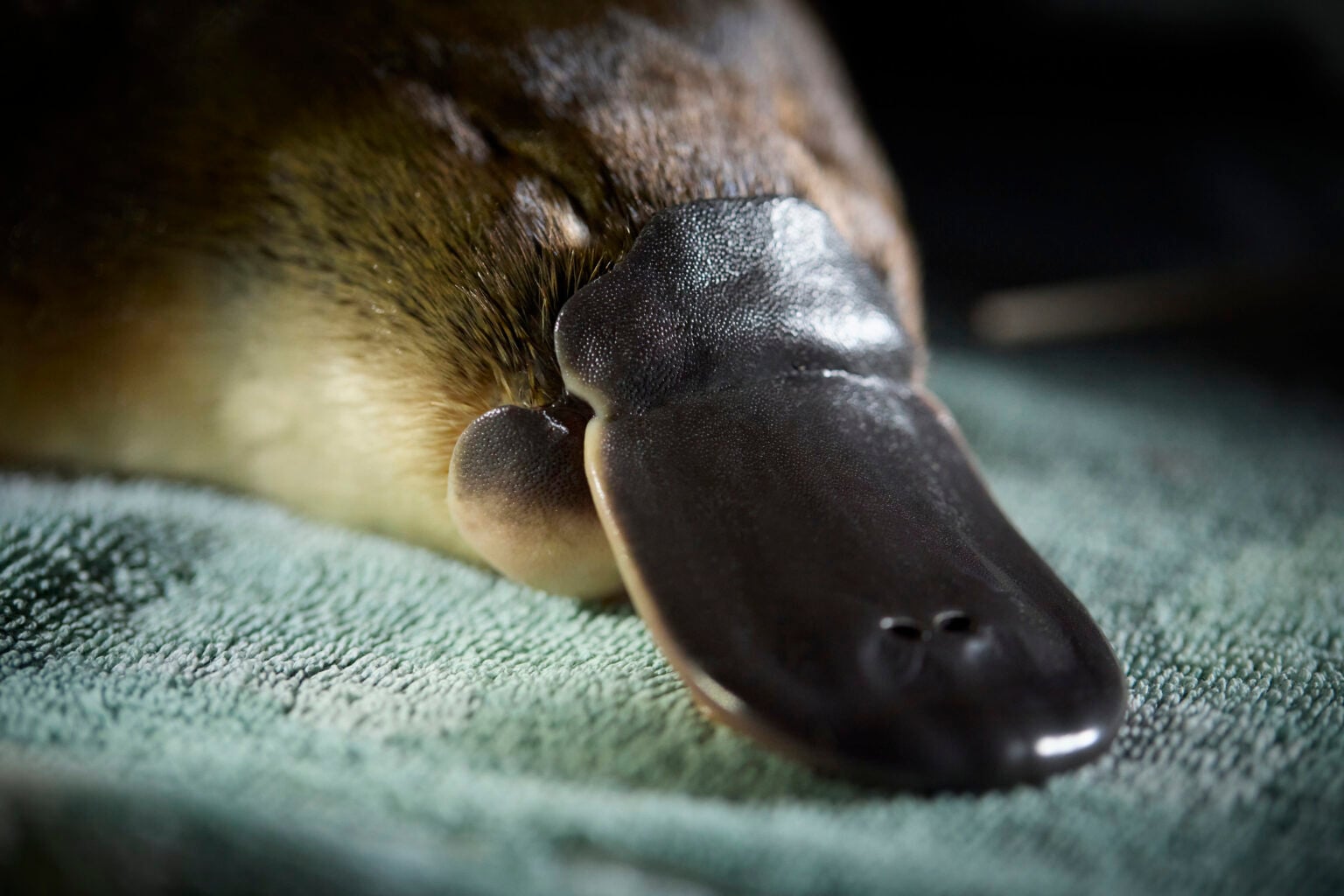 How to rebuild a platypus population - Australian Geographic