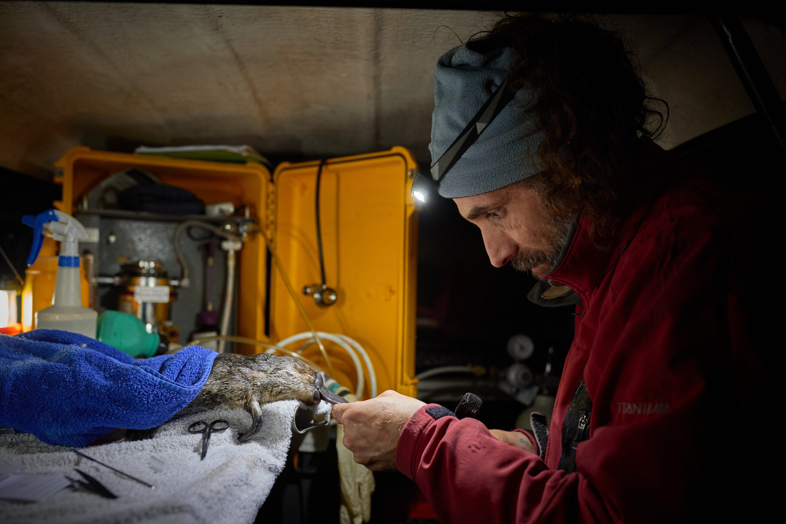 How to rebuild a platypus population - Australian Geographic