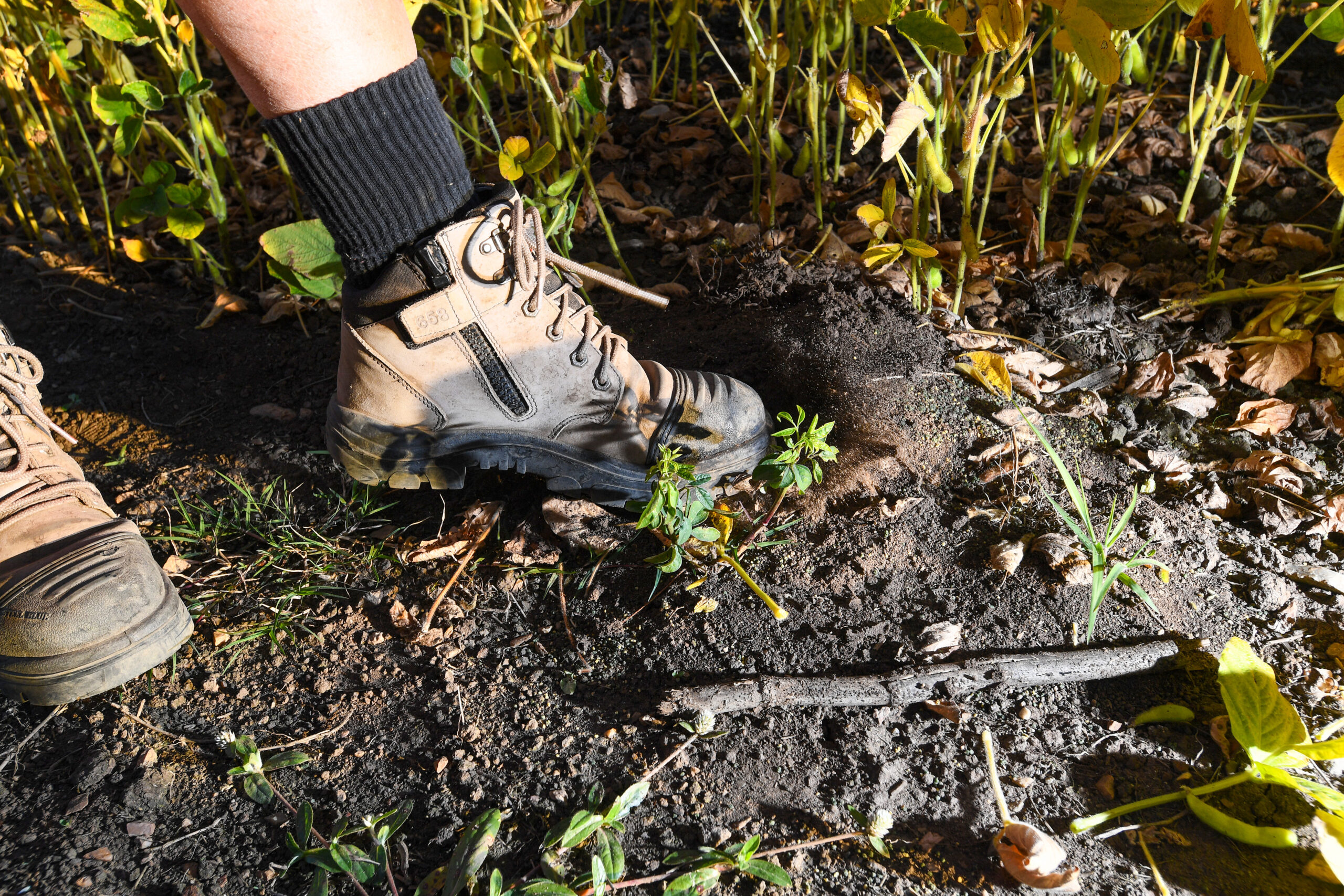 Fire ants jump Queensland border into NSW - Australian Geographic