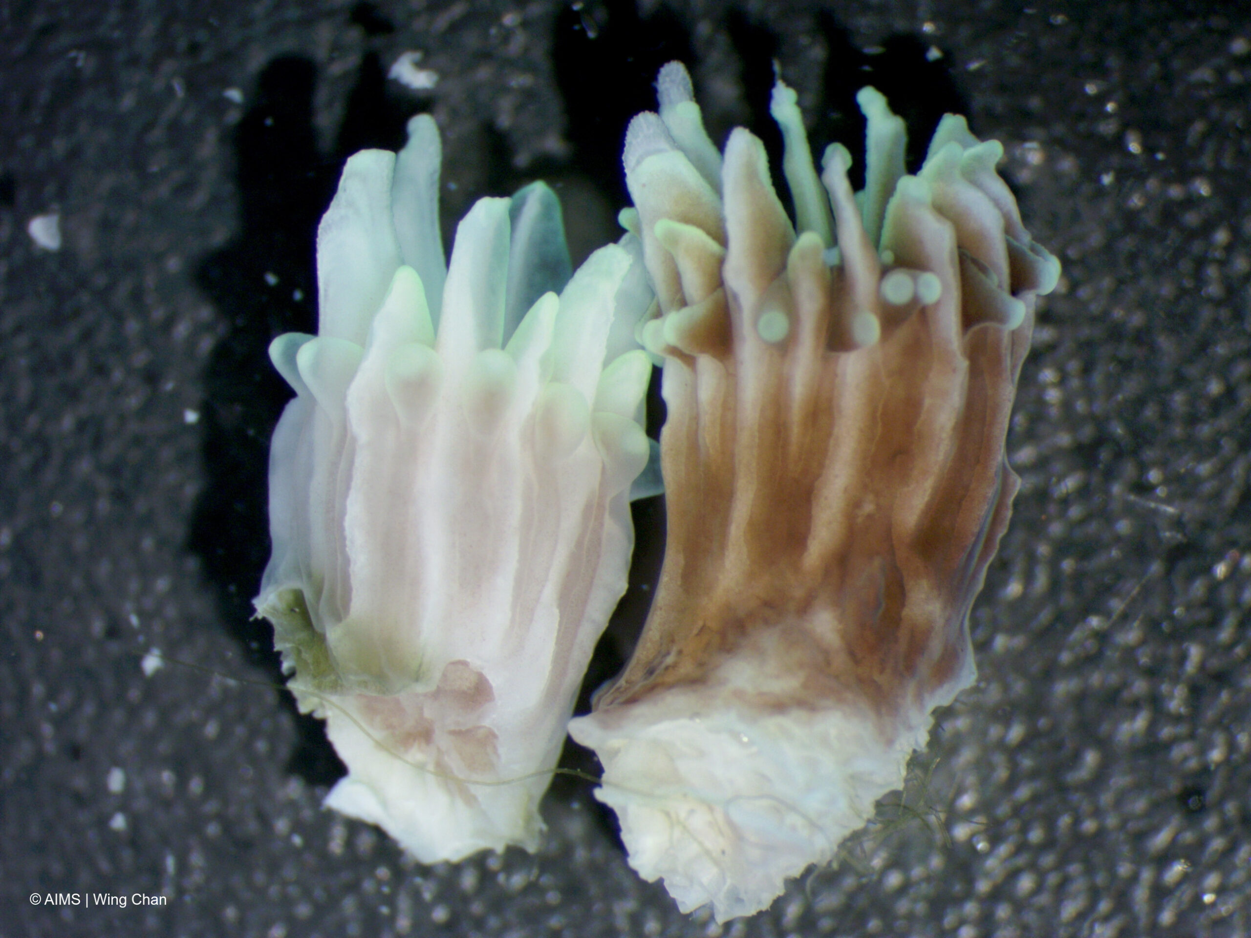 'Heat-proofing' coral: Aussie discovery throws a lifeline to world’s ...