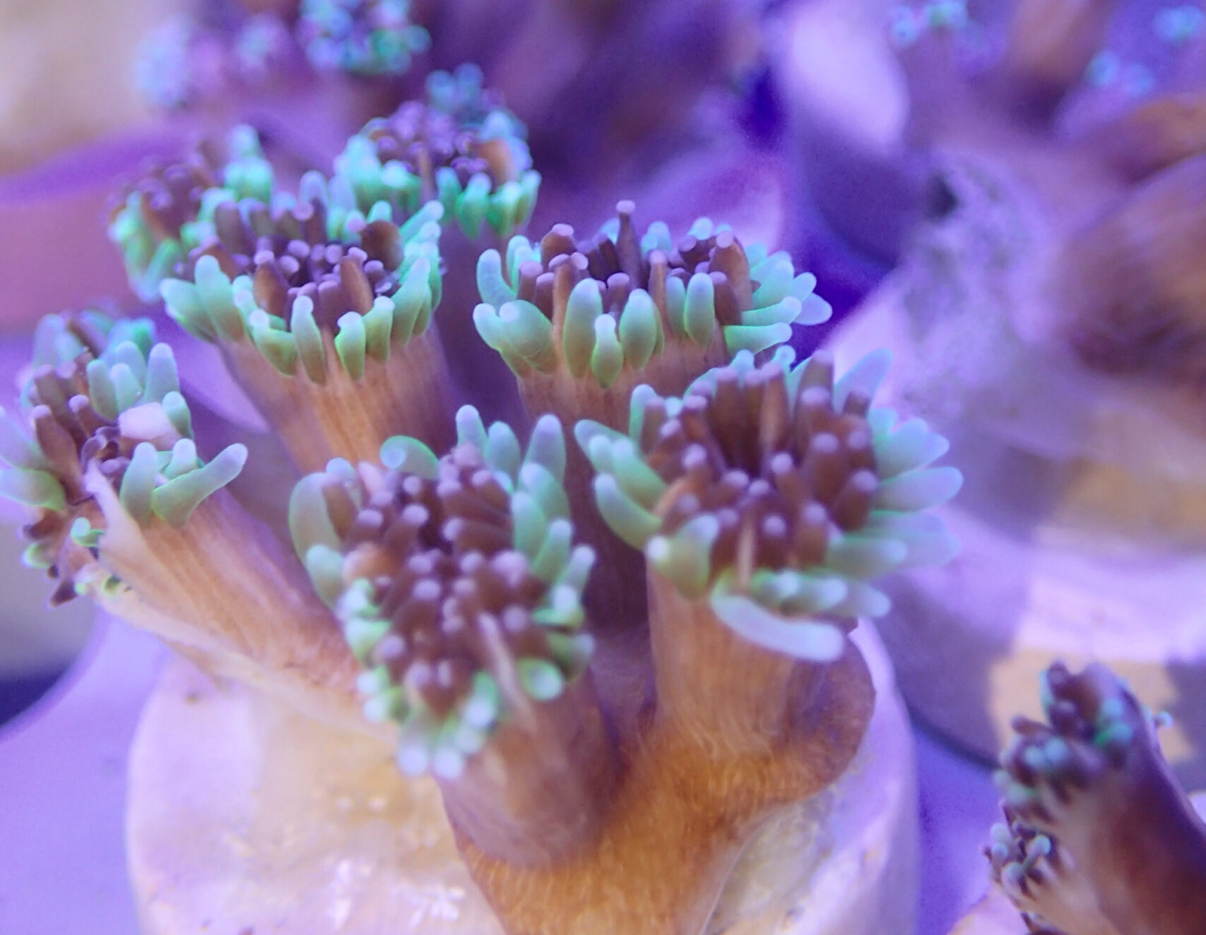 Friend or foe: What does the discovery of five new coral species mean ...