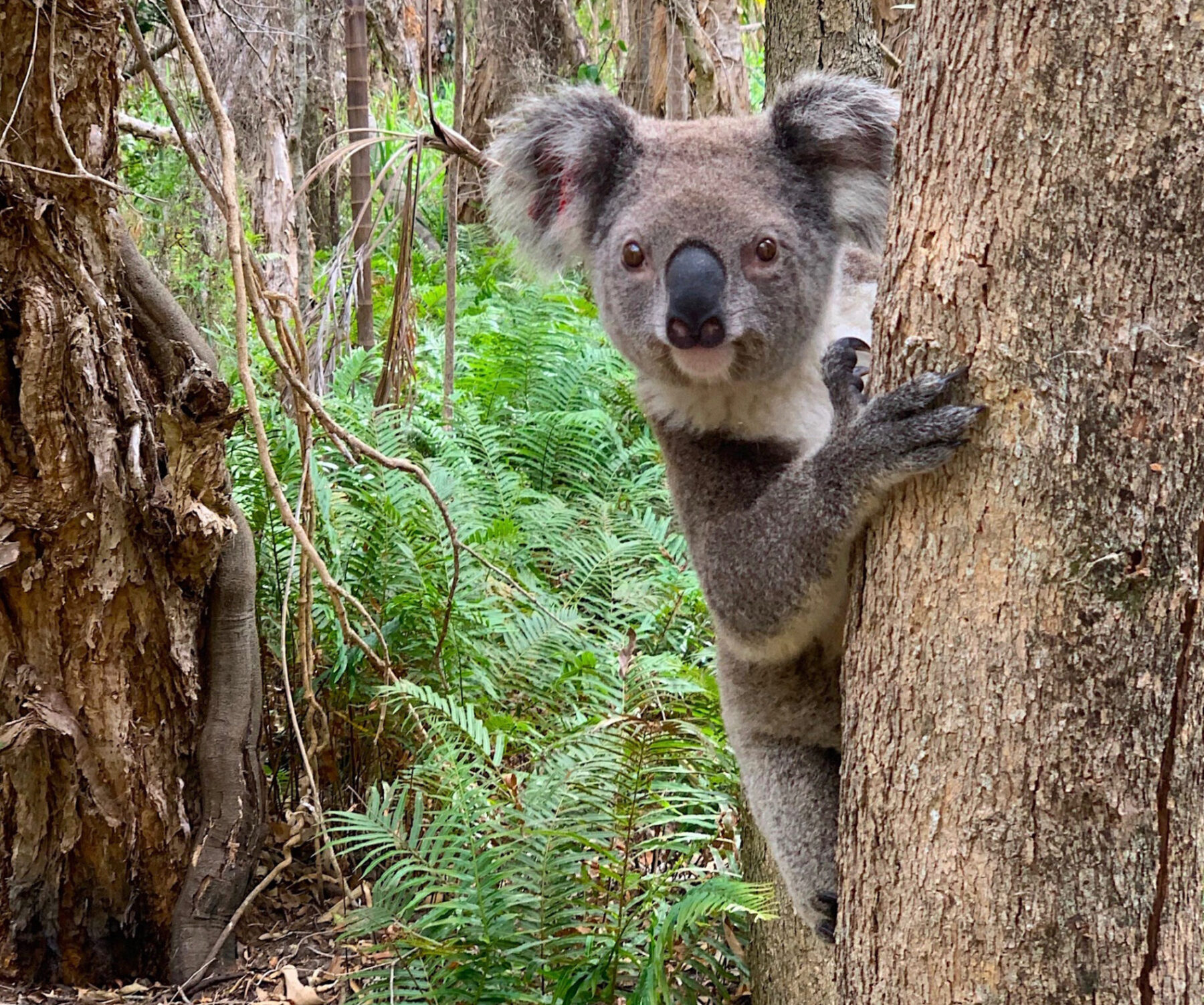 Seedlings of hope: help us plant trees for koalas - Australian Geographic