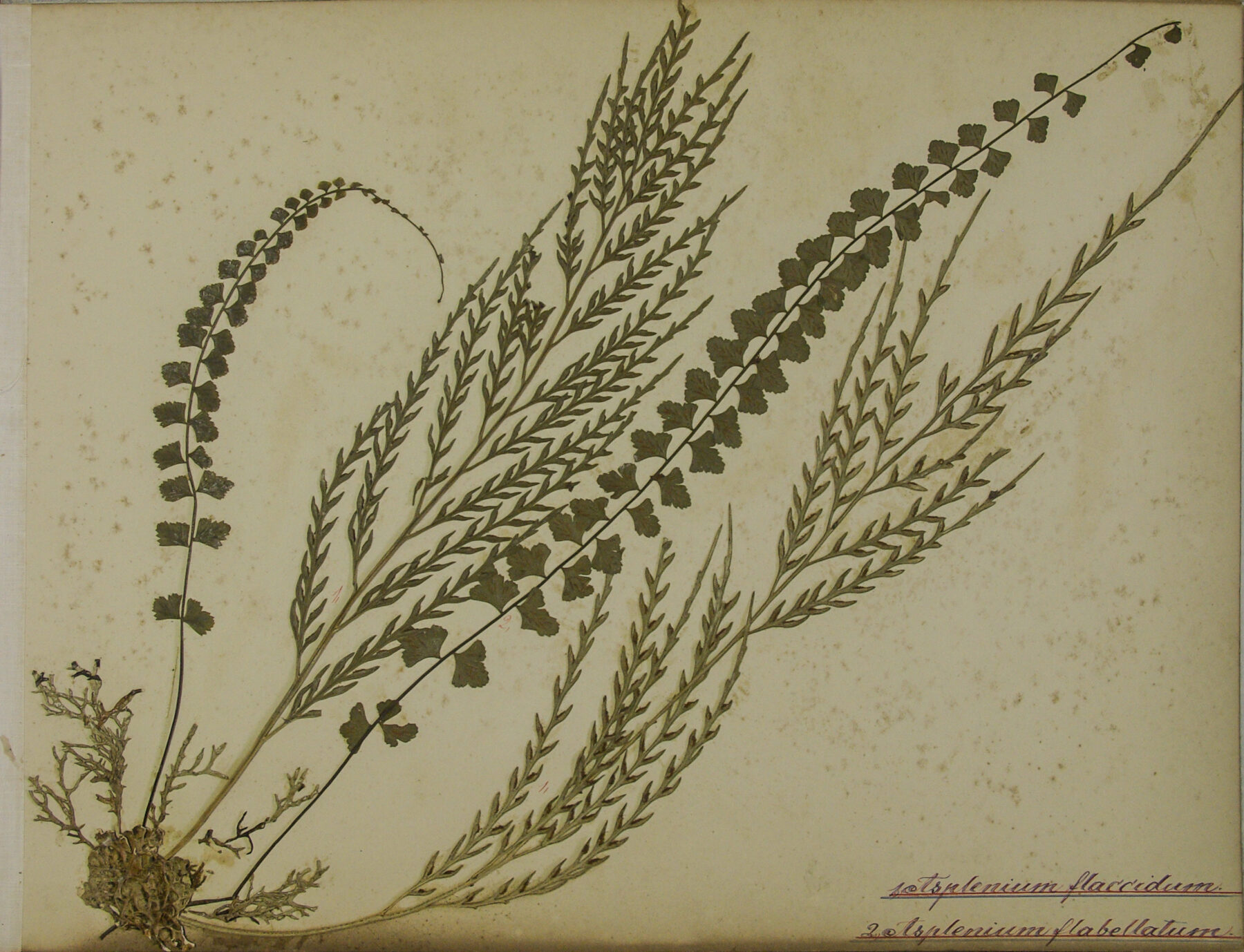 Join the hunt for Bäuerlen's long-lost legendary ferns - Australian ...