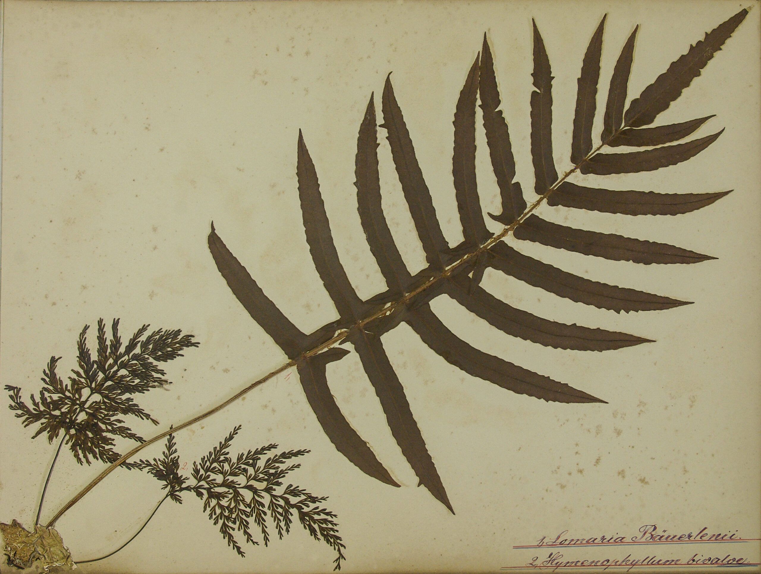 Join the hunt for Bäuerlen's long-lost legendary ferns - Australian ...