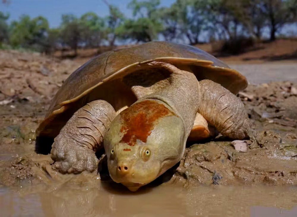 How Tiaro is saving the Mary River turtle - Australian Geographic