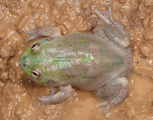 Fact File: Water-holding frog (Cyclorana platycephala, Cyclorana ...