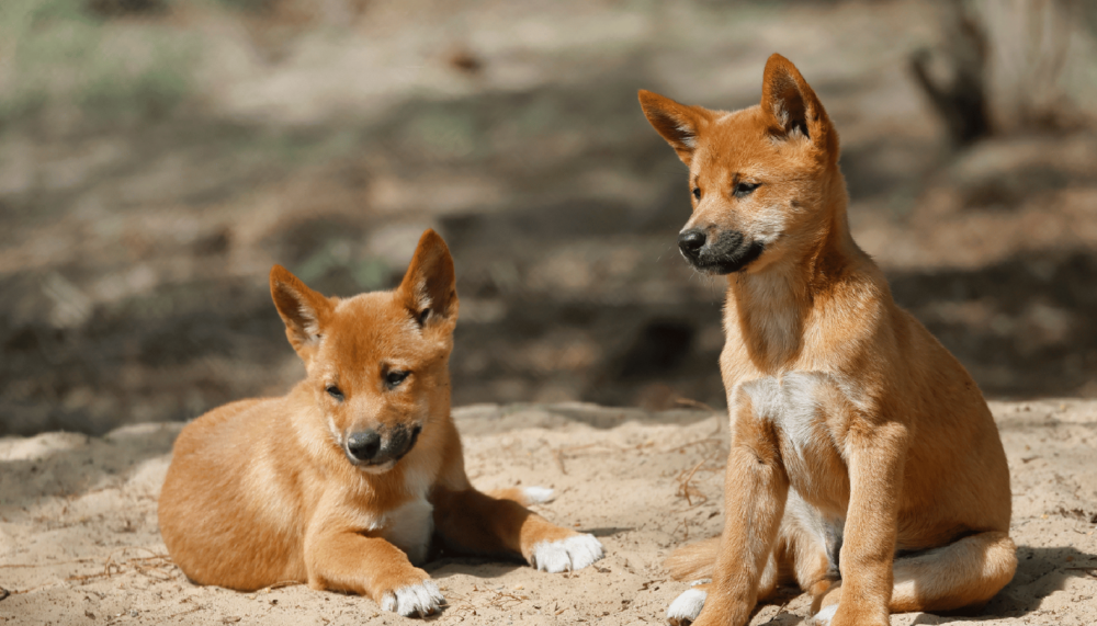 EXPLAINER: The dingo debate - Australian Geographic