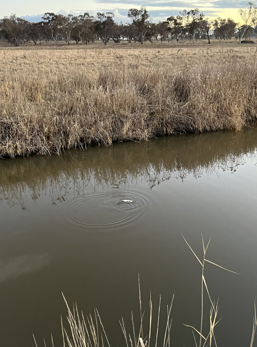 Rare white platypus spotted in northern NSW - Australian Geographic