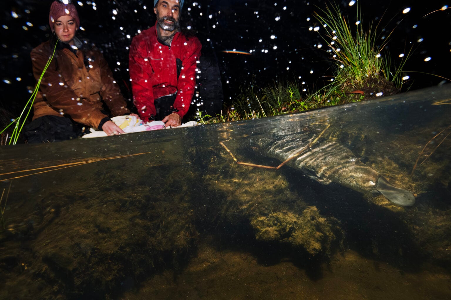 How to rebuild a platypus population - Australian Geographic