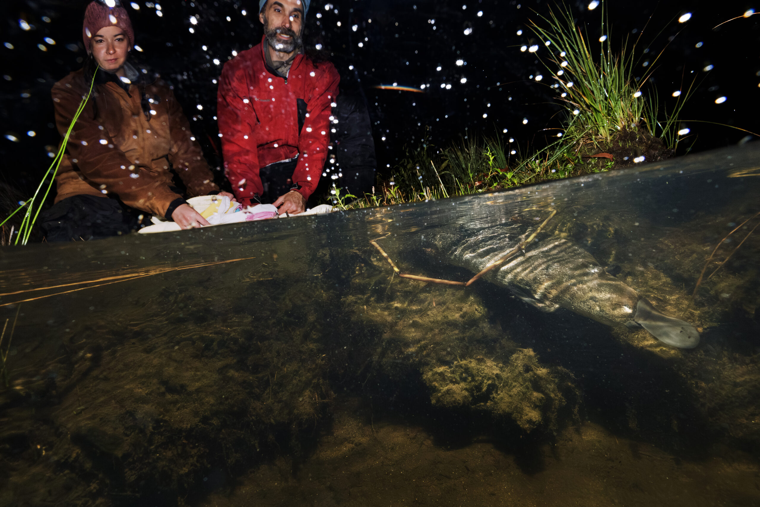 How to rebuild a platypus population - Australian Geographic